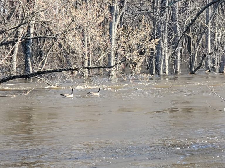 Colfax Red Cedar Preserve & Recreation Area – Colfax Red Cedar Preserve ...