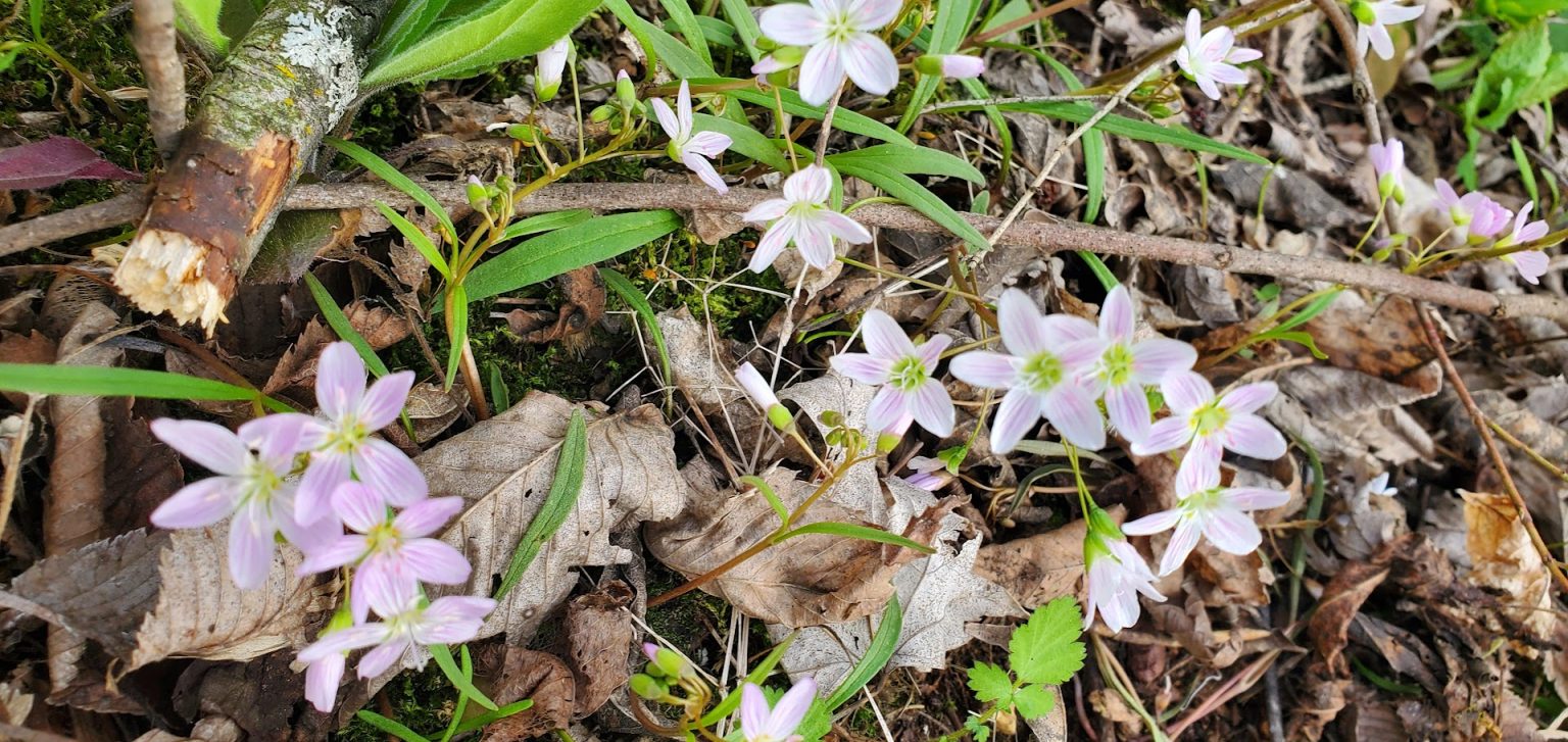 Colfax Red Cedar Preserve & Recreation Area – Colfax Red Cedar Preserve ...