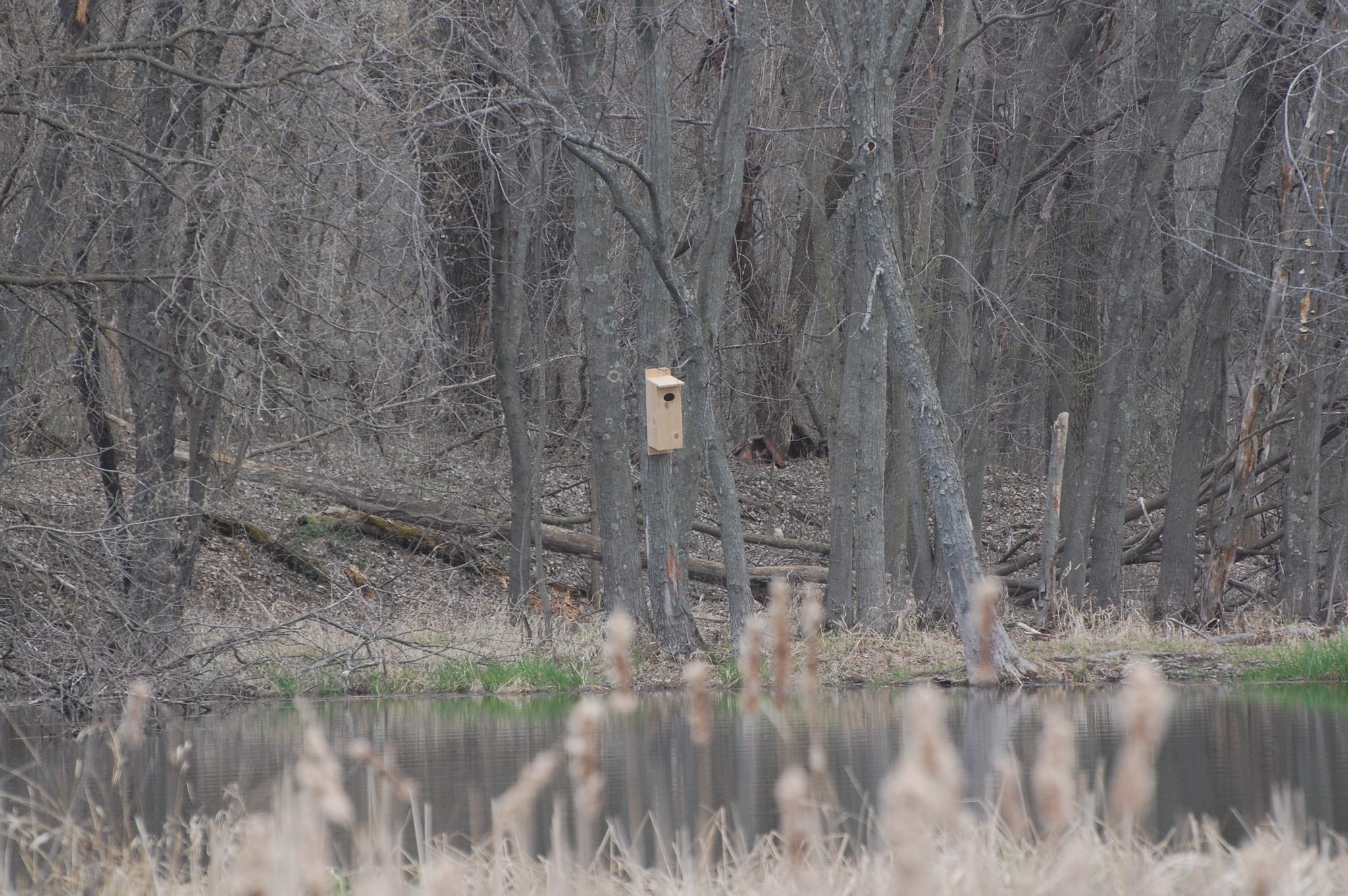 New Wood Duck nest boxes installed at the Preserve! – Colfax Red Cedar ...